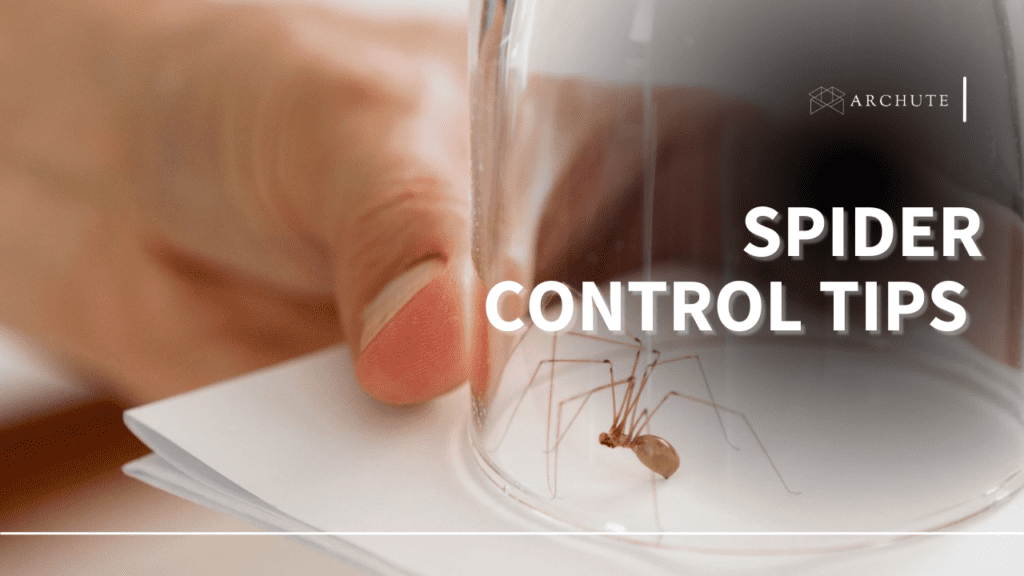 Spider Control 101: 13 Tips To Prevent Infestations - Archute