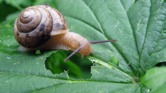 What Do Garden Snails Eat? Do They Have a Special Diet? - Archute