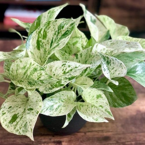 Snow Queen Pothos Propagation And Care Guide - Archute