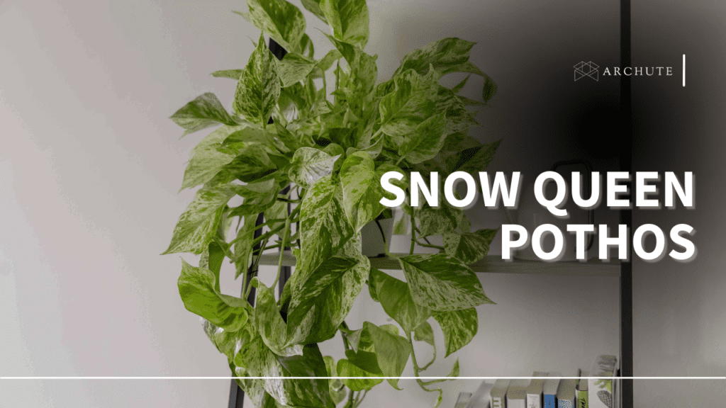 Snow Queen Pothos Propagation And Care Guide - Archute