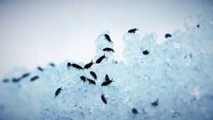 How to Get Rid of Springtails & Prevent an Infestation - Archute