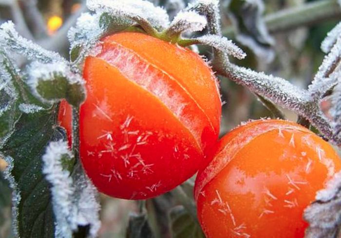 How Much Cold Can Tomatoes Tolerate For Good Yields? - Archute
