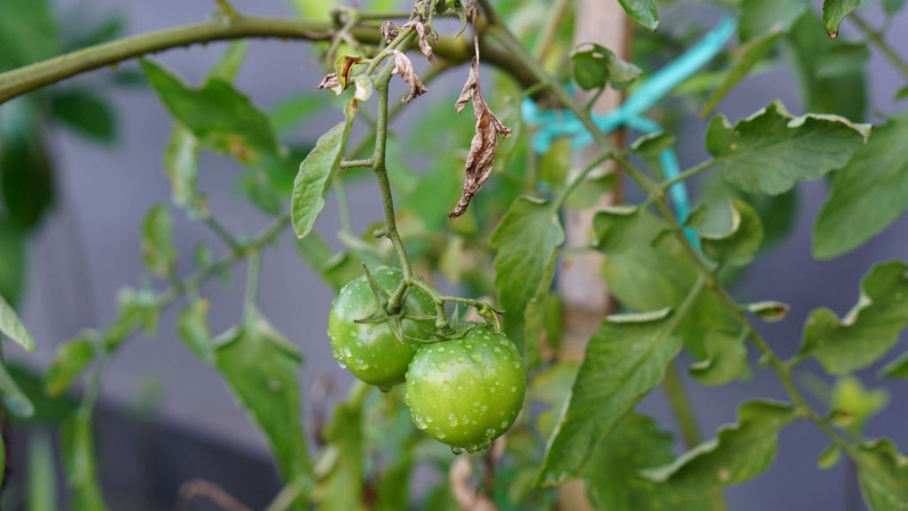 How Much Cold Can Tomatoes Tolerate For Good Yields? - Archute