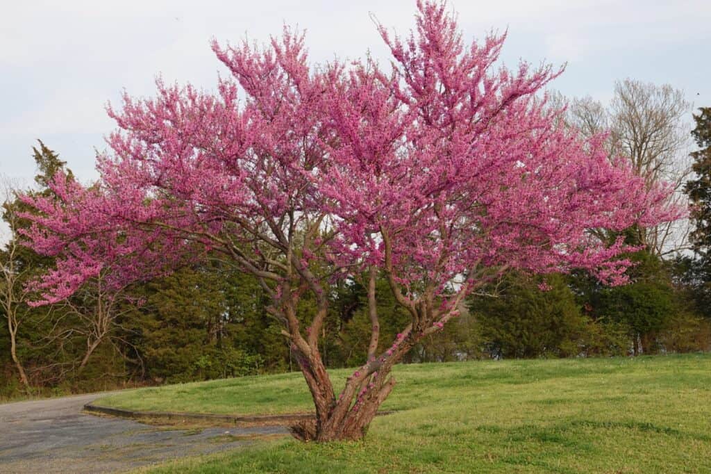 The Best Outdoor Tree Plants for Your Garden - Archute