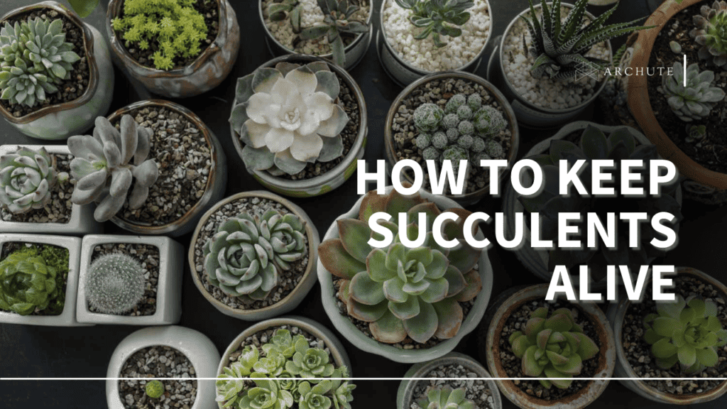Ideas On How To Keep Succulents Alive And Healthy - Archute