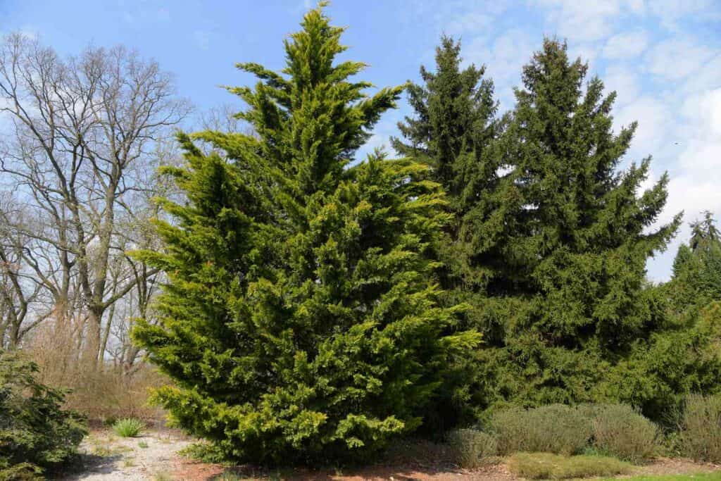 The Best Outdoor Tree Plants for Your Garden - Archute