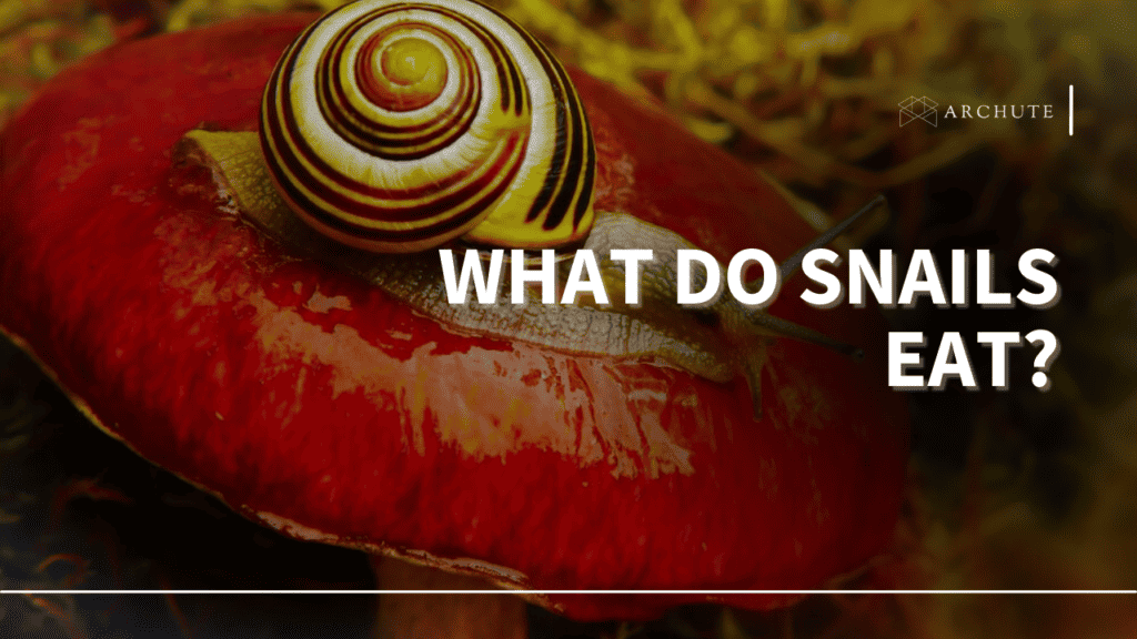 What Do Snails Eat in the Wild or as Pets? - Archute