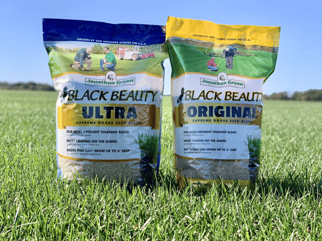 8 Best No Mow Grass Seeds You Can Plant Today Archute