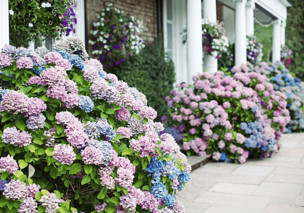 Best Bushes for Front of House Landscaping - Archute